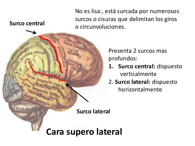 Clase de telencefalo