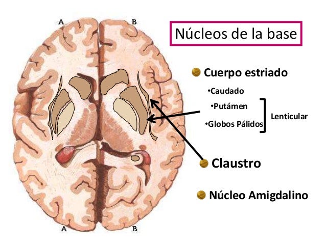 Clase de telencefalo