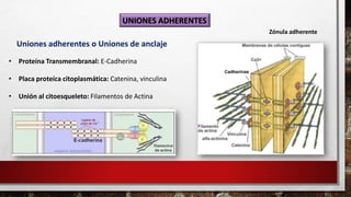 Uniones intercelulares.pdf
