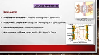 Uniones intercelulares.pdf