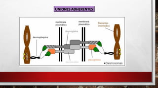 Uniones intercelulares.pdf