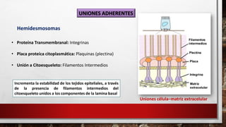 Uniones intercelulares.pdf