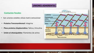 Uniones intercelulares.pdf