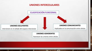 Uniones intercelulares.pdf