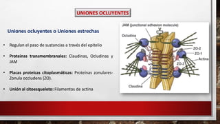 Uniones intercelulares.pdf