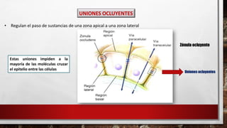 Uniones intercelulares.pdf