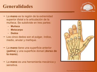 CLASE DOS ANATOMIA I SEGUNDO PERIODO.ppt