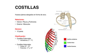 tórax morfológica claseeeeeeee 12 ns qe más poner | PDF