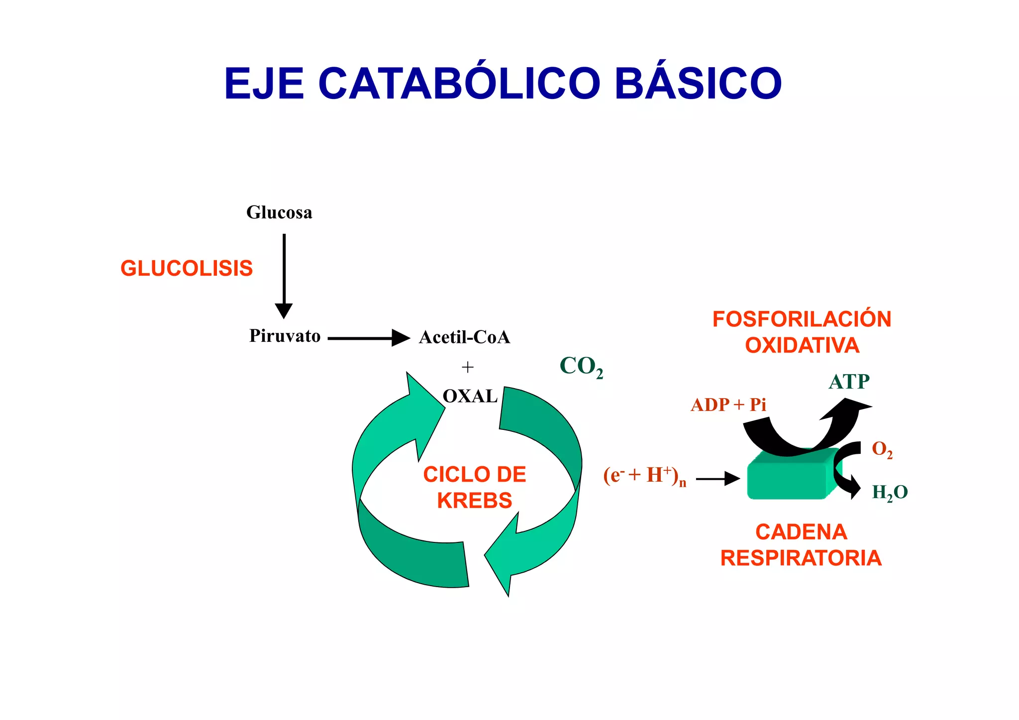 Clase eje catabólico básico | PDF
