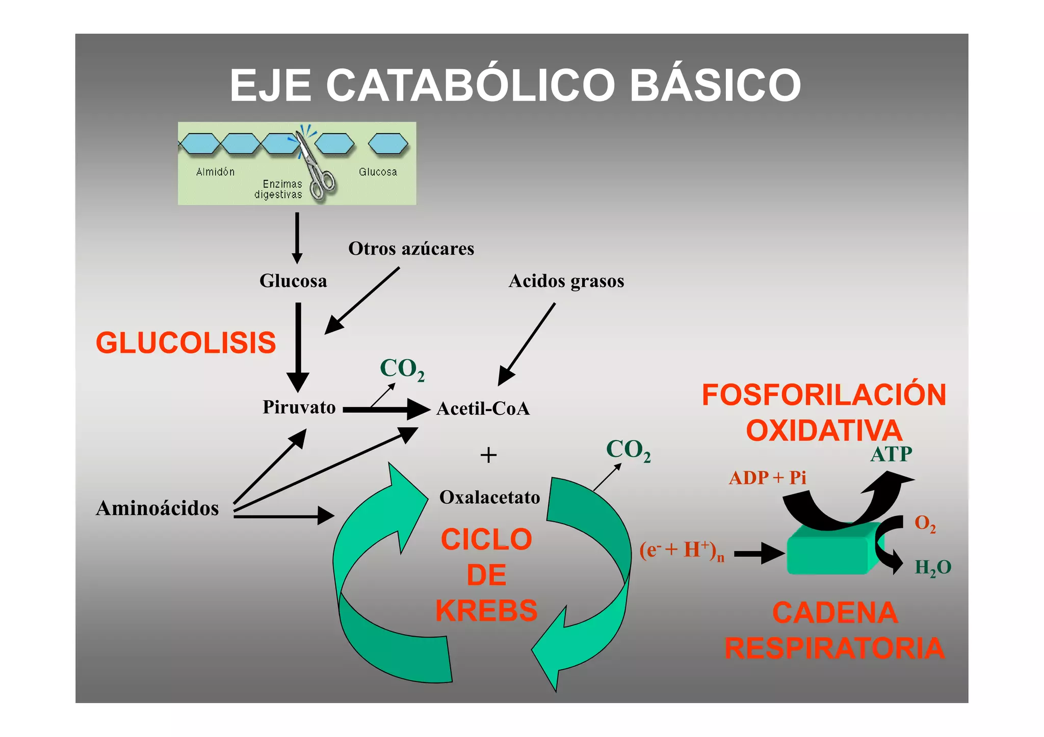 Clase eje catabólico básico | PDF
