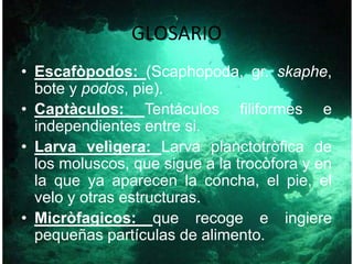 Scaphopoda | PPTX