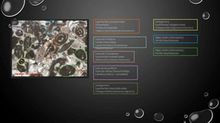 Identificación de taxon.pptx