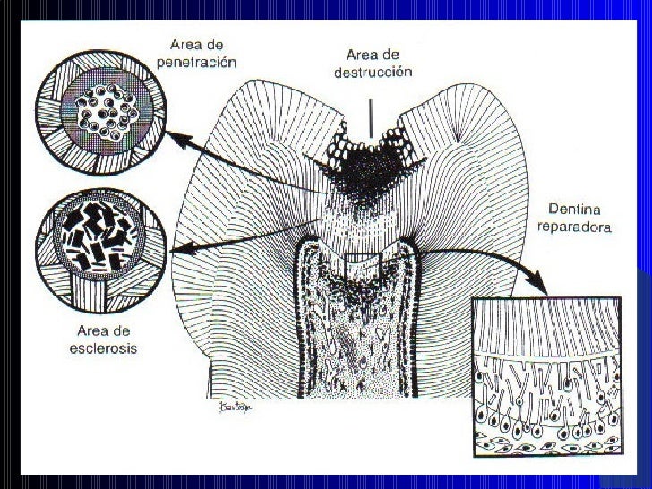 Clase facultad nº1 histologia dentaria