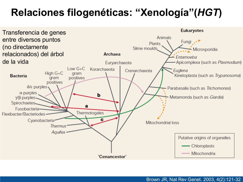 Clase: Introducción a la Filogenia 2016