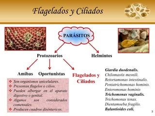 Módulo III, Tema 8: Flagelados y Ciliados | PDF