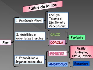 CLASE de morfología de la flor, partes de la flor | PPT
