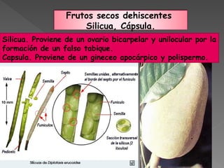 CLASE de morfología de la flor, partes de la flor | PPT