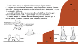 CLASE FEMUR DISTAL.pptx