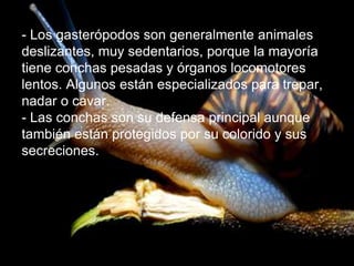 Clase gasteropodos | PPTX