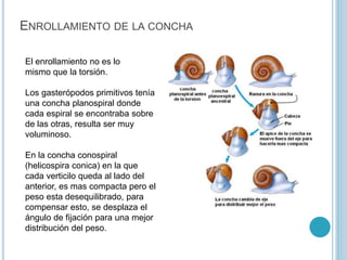 Clase gastropoda | PPTX