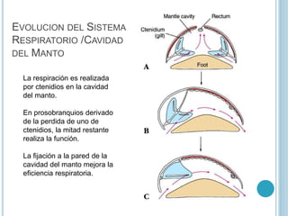 Clase gastropoda | PPTX