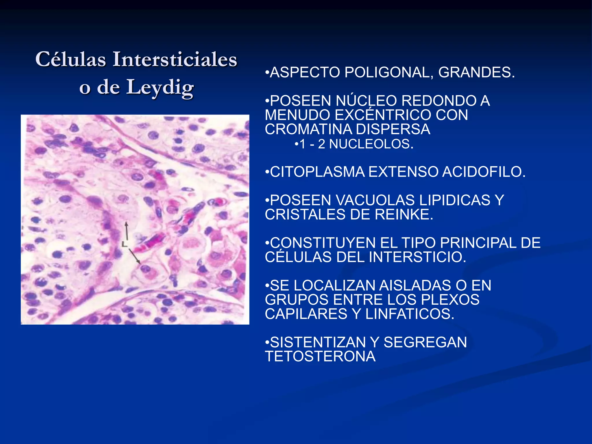 Clase de histología del aparato genital masculino | PPTX