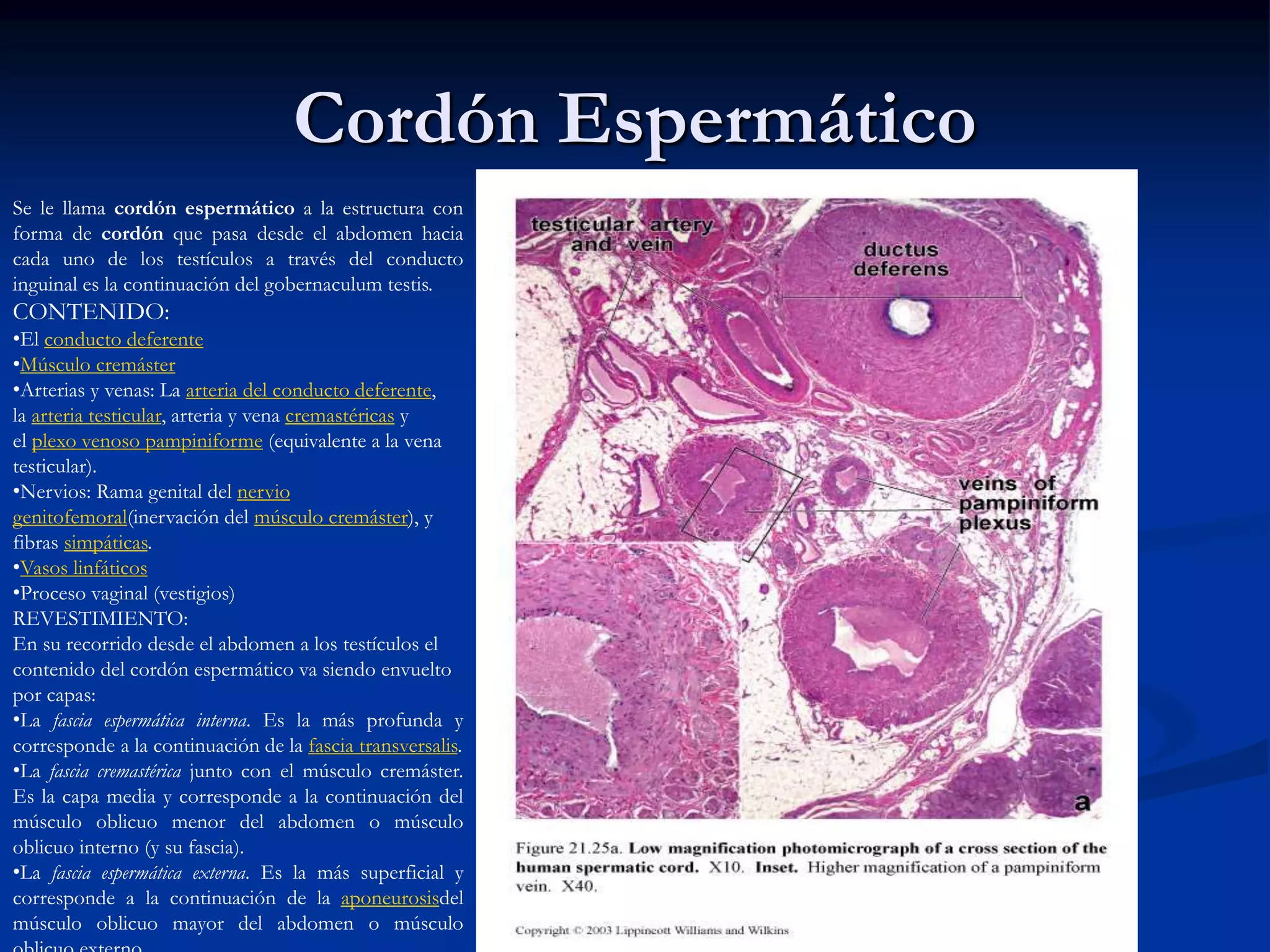 Clase de histología del aparato genital masculino | PPTX
