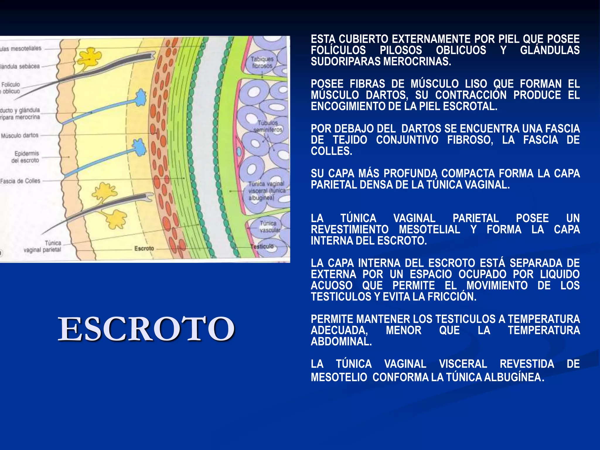 Clase de histología del aparato genital masculino | PPTX