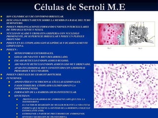 Histología Aparato Genital Masculino | PPTX
