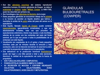 Histología Aparato Genital Masculino | PPTX