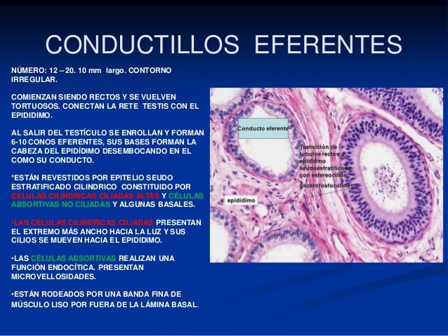 Histología Aparato Genital Masculino