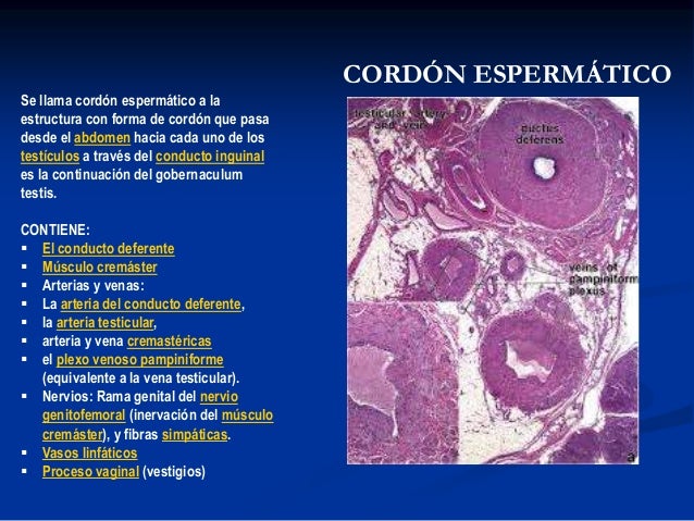 Histología Aparato Genital Masculino