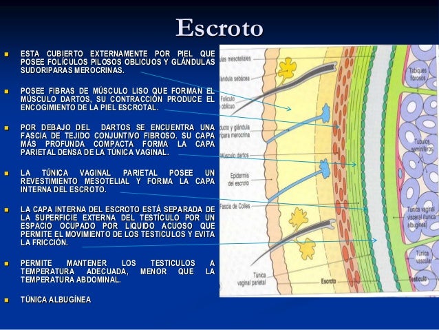 Histología Aparato Genital Masculino