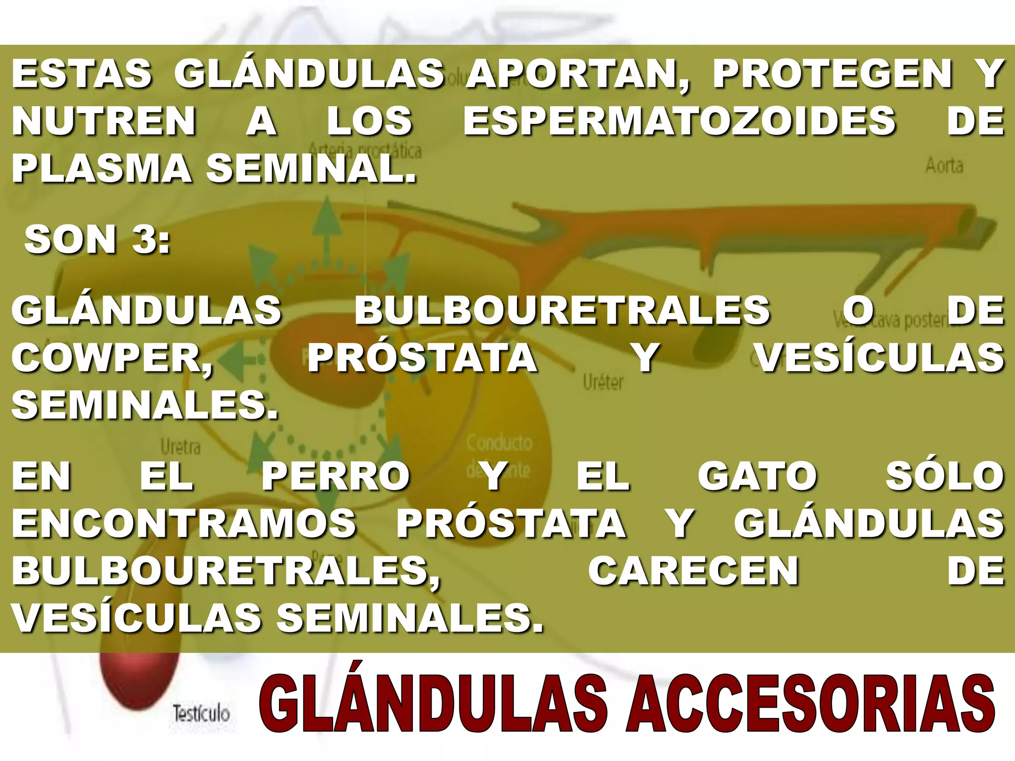 GLÁNDULAS ACCESORIAS Y PENE EN LOS MACHOS | PPTX