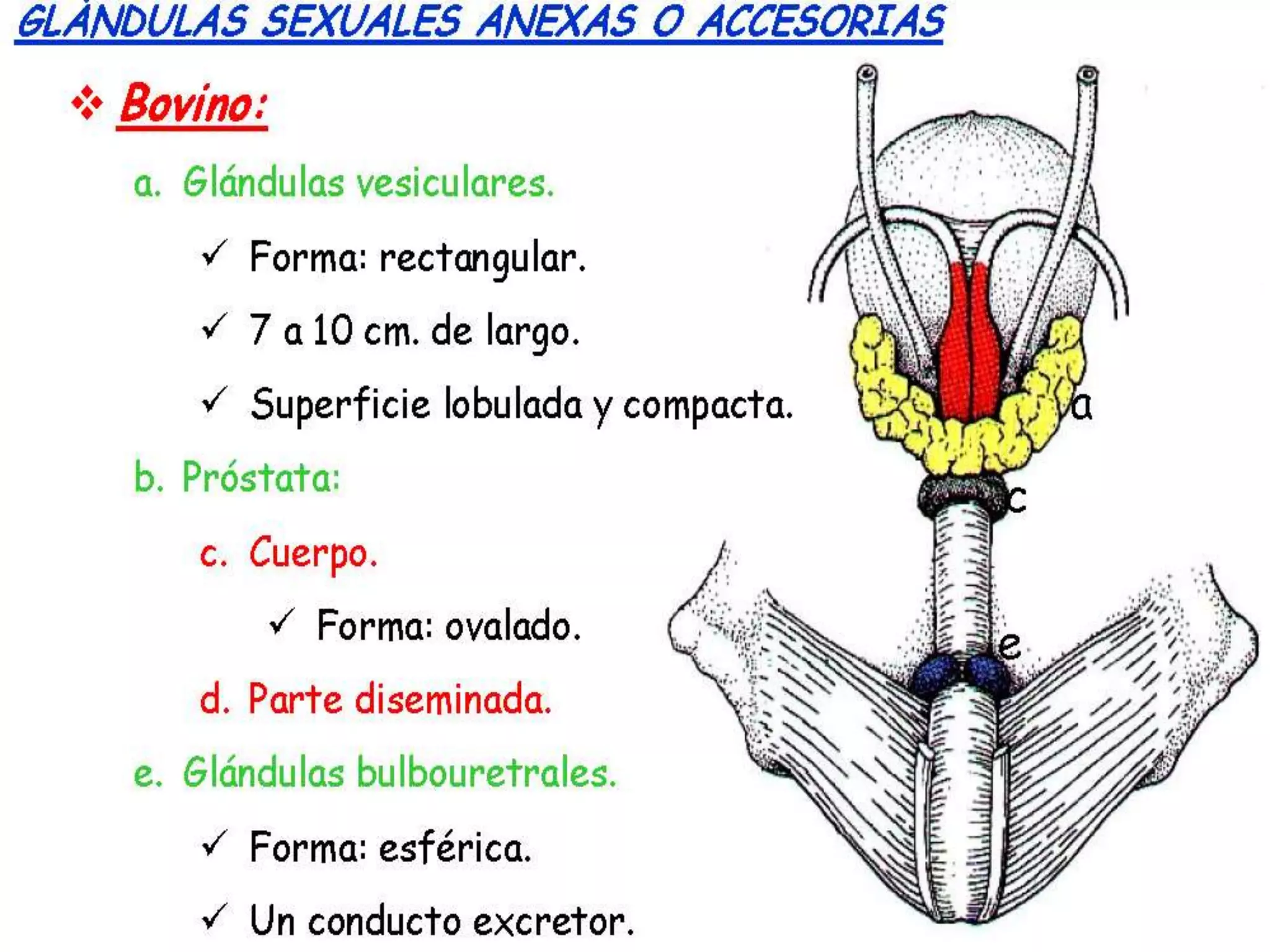 GLÁNDULAS ACCESORIAS Y PENE EN LOS MACHOS | PPTX