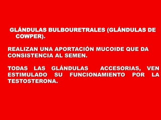GLÁNDULAS ACCESORIAS Y PENE EN LOS MACHOS | PPTX