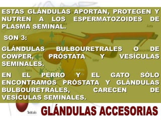 Los Perros Tienen Glándulas Bulbouretrales