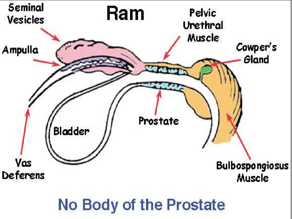 GLÁNDULAS ACCESORIAS Y PENE EN LOS MACHOS