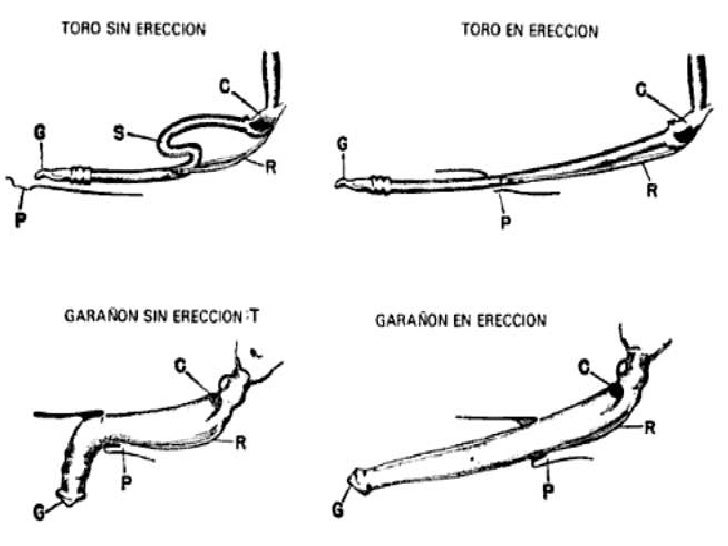 GLÁNDULAS ACCESORIAS Y PENE EN LOS MACHOS