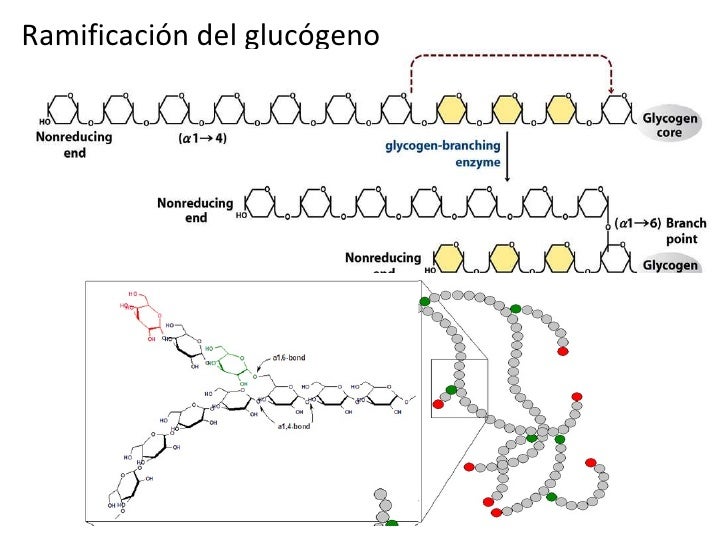 Clase glucógeno