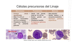 clase hematopoyesis pediatria 2024..pptx