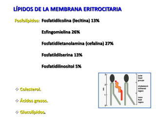 caracteristicas y componentes membrana eritrocitaria | PPTX