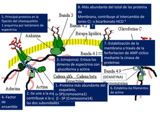 caracteristicas y componentes membrana eritrocitaria | PPTX