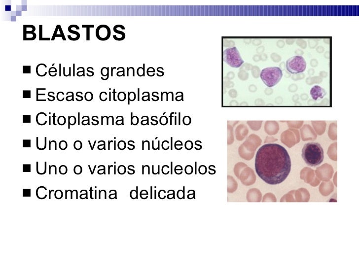 Clase hematología