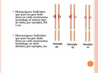 Clase herencia i (12 de julio) copia | PPT | Genetics | Science
