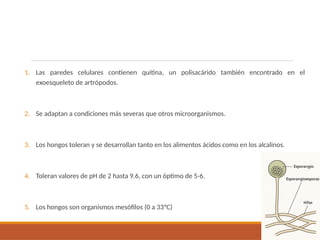 Clase_Hongos_Microbiologia LV 2025.pptxd | PPTX