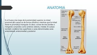 HUMERO PROXIMAL Y DIAFISARIA HUMERO.pptx