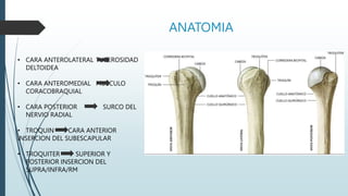 HUMERO PROXIMAL Y DIAFISARIA HUMERO.pptx