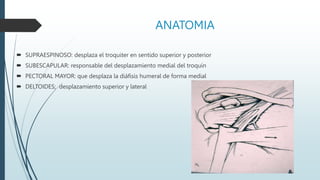 HUMERO PROXIMAL Y DIAFISARIA HUMERO.pptx