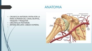 HUMERO PROXIMAL Y DIAFISARIA HUMERO.pptx